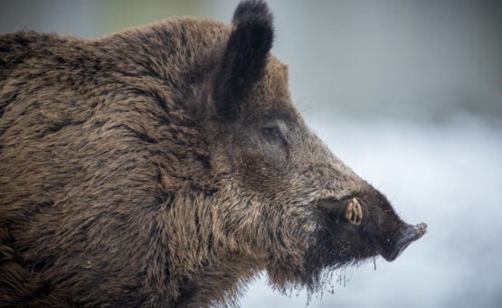 Porcul mistreț – curiozități și informații mai puțin cunoscute despre ...